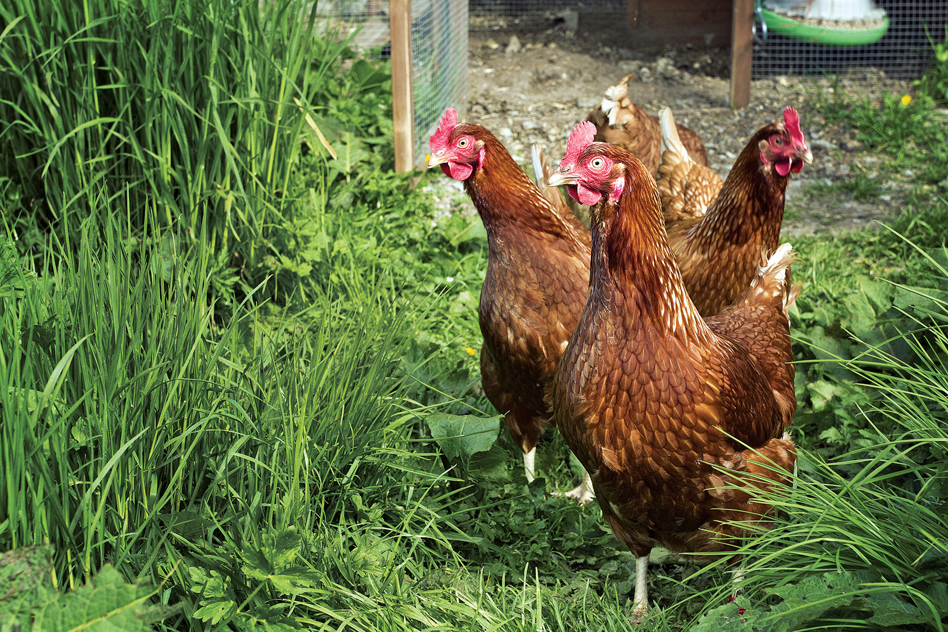 How to Get Rid of Ticks and Prevent Lyme Disease – Mother Earth Gardener